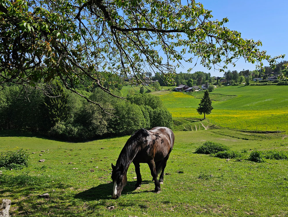 Brekka Gård - Aktivitetspark in Skien, Skien - Skien