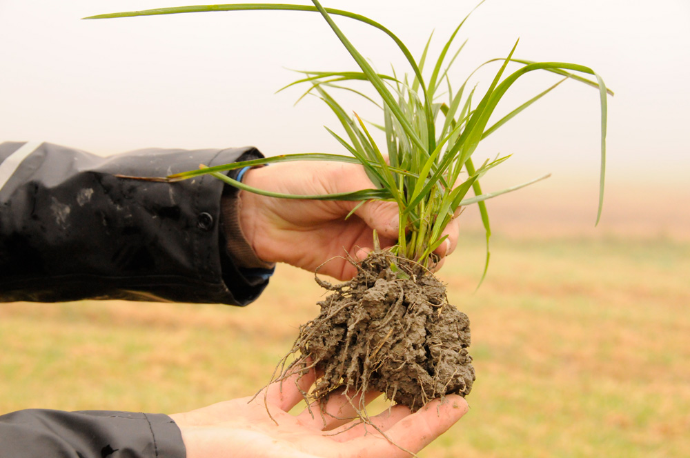 Foredrag om jordhelse ved naturforvalter Hans Ivar Nesse - Foredrag in ...