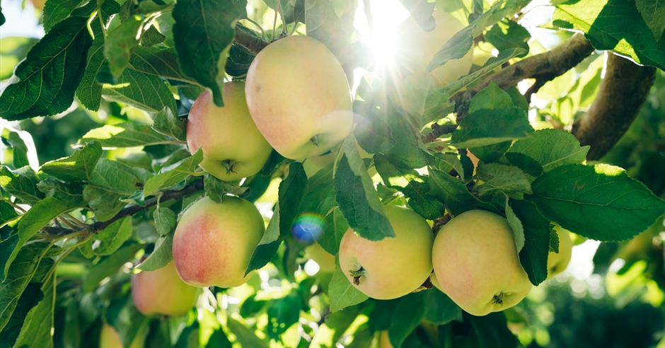 Matrike Telemark - Matrike