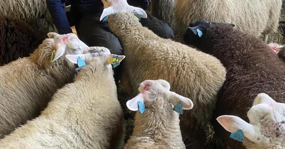 Håberg gård - Kjøtt in Notodden, Notodden - Matrike