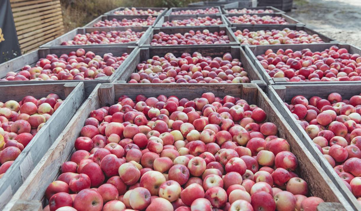 Lien Gård - Lokal mat in Akkerhaugen, Midt-Telemark - Matrike
