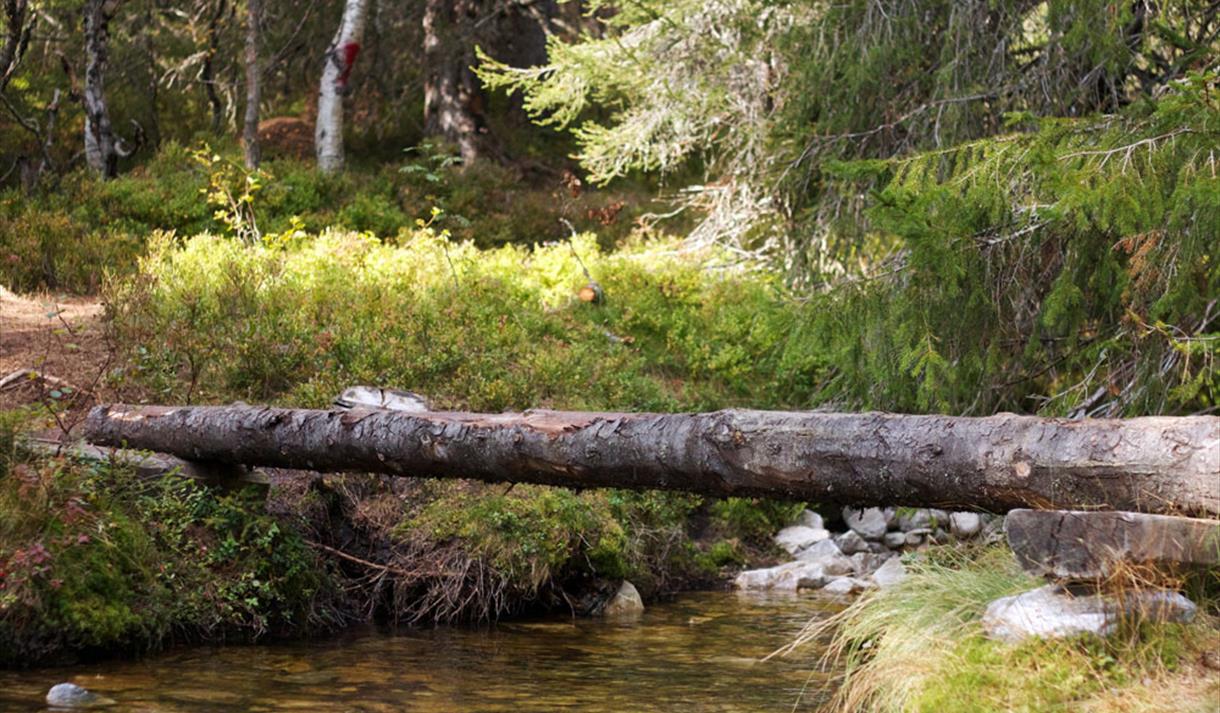 Blefjell og Bletoppen - Vandring in Notodden - notodden